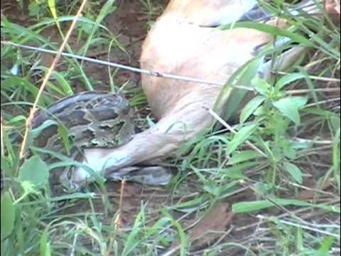 african rock python kills impala - YouTube