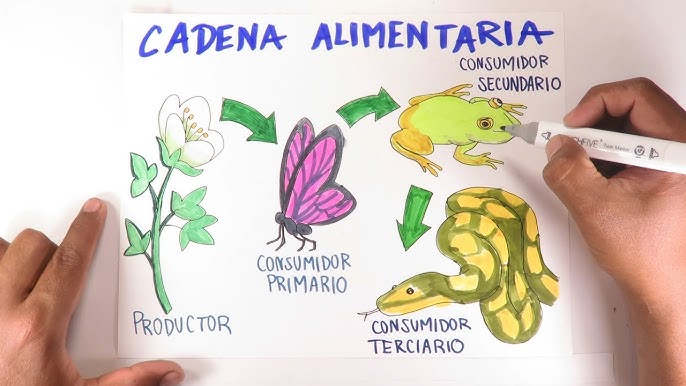 Cadena Alimentaria Y Red Alimentaria Etiquetadas Redes Tróficas O De