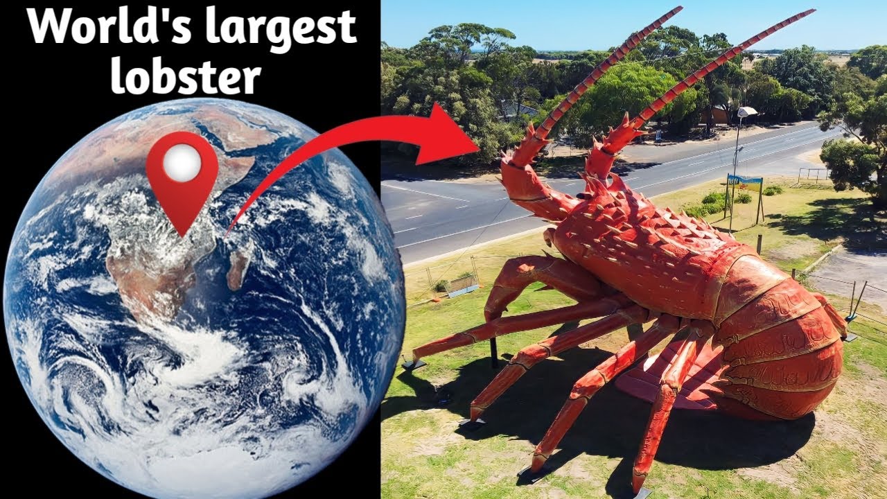 World's largest lobster 🦞🤯😱 on google maps and google earth 🌎 #map # ...