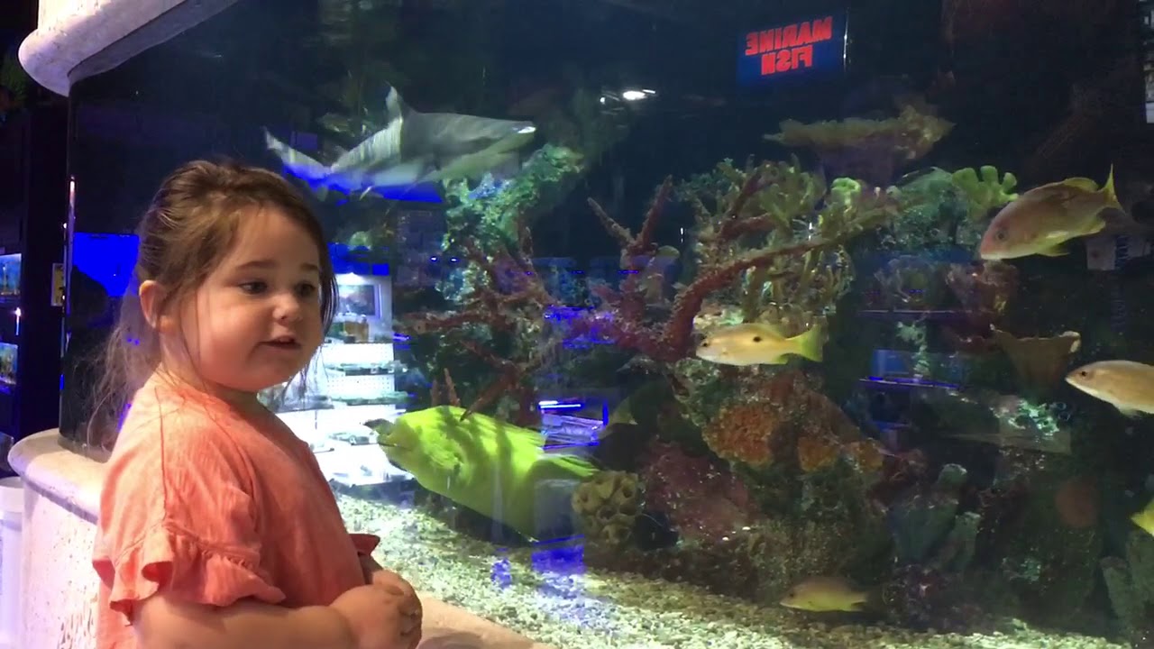 Fiona and the shark - YouTube