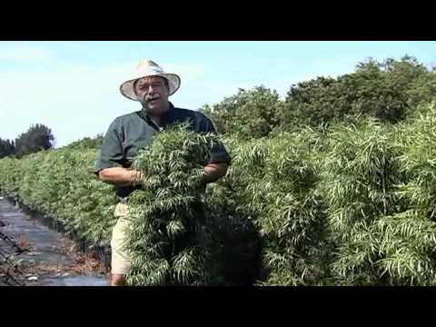 What Is The Best Fertilizer For Potocarpous