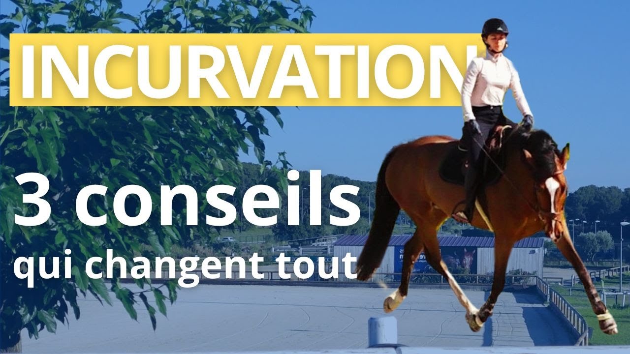 Incurvation : 3 conseils pour améliorer l'incurvation de son cheval ...
