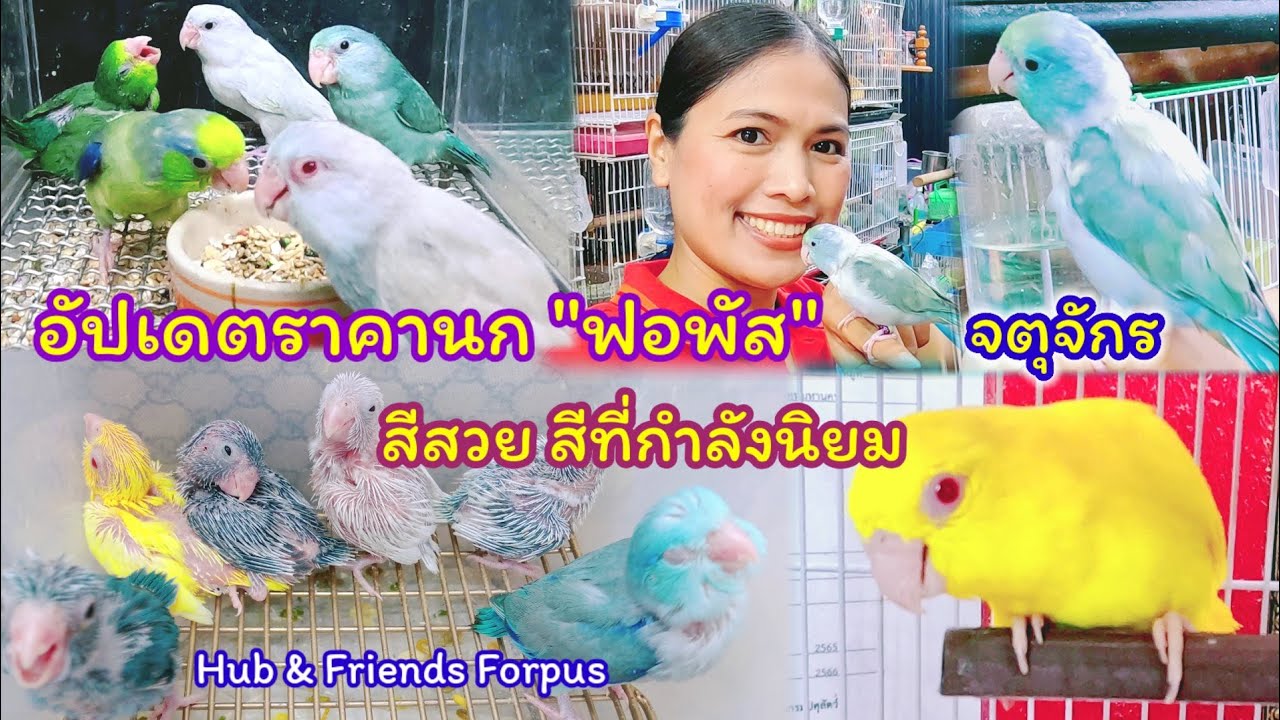 อัปเดตราคานก ฟอพัส ตลาดนัดจตุจักร Hub& Friends Forpus - YouTube