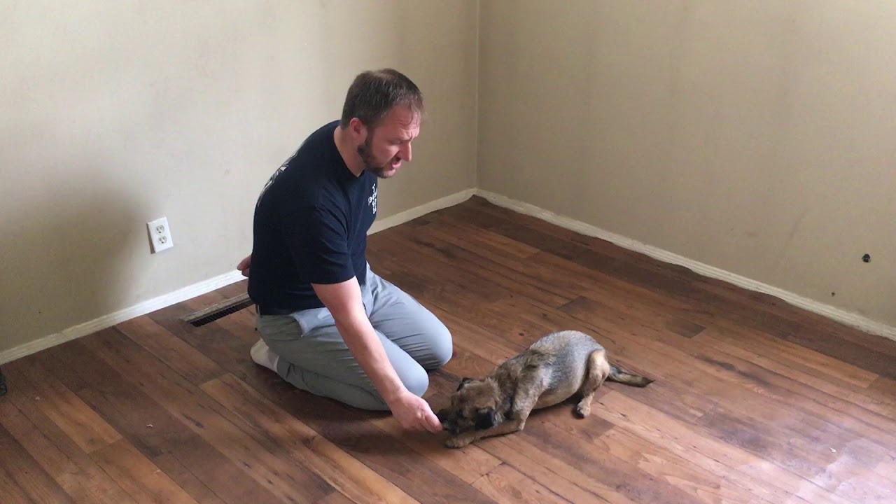 How to teach the sit, down, sit up and stand commands - YouTube