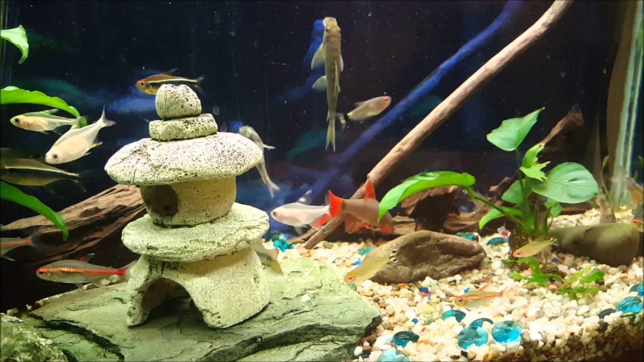 Tiger Botia (Berdmores Loach) added to 55 Gallon Tank - YouTube