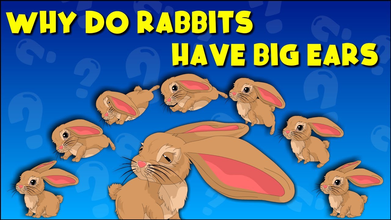 Why Do Rabbits have Big Ears? | Educational Videos for Kids - YouTube