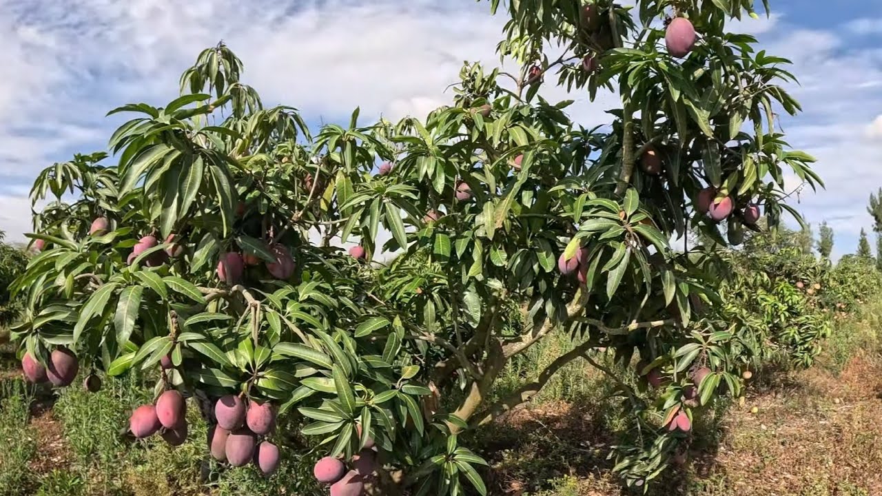 Kenyan Mangoes - YouTube