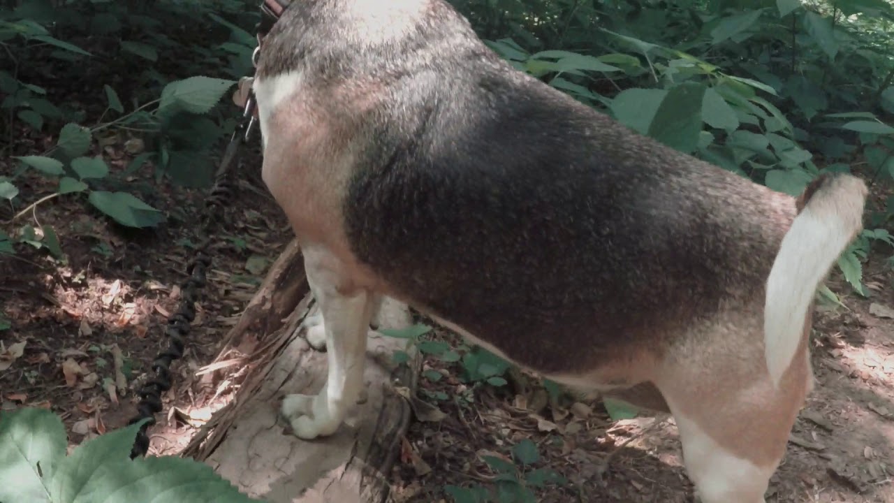 Spivey Gap Appalachian Trail hiking with dogs part 5 - Labrador and ...