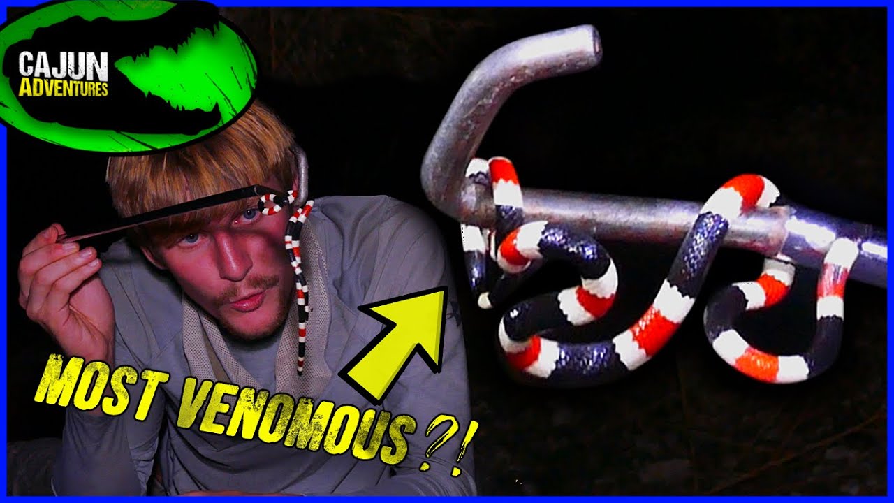 Up Close With the Sonoran Coral Snake! - America's MOST VENOMOUS SNAKE ...