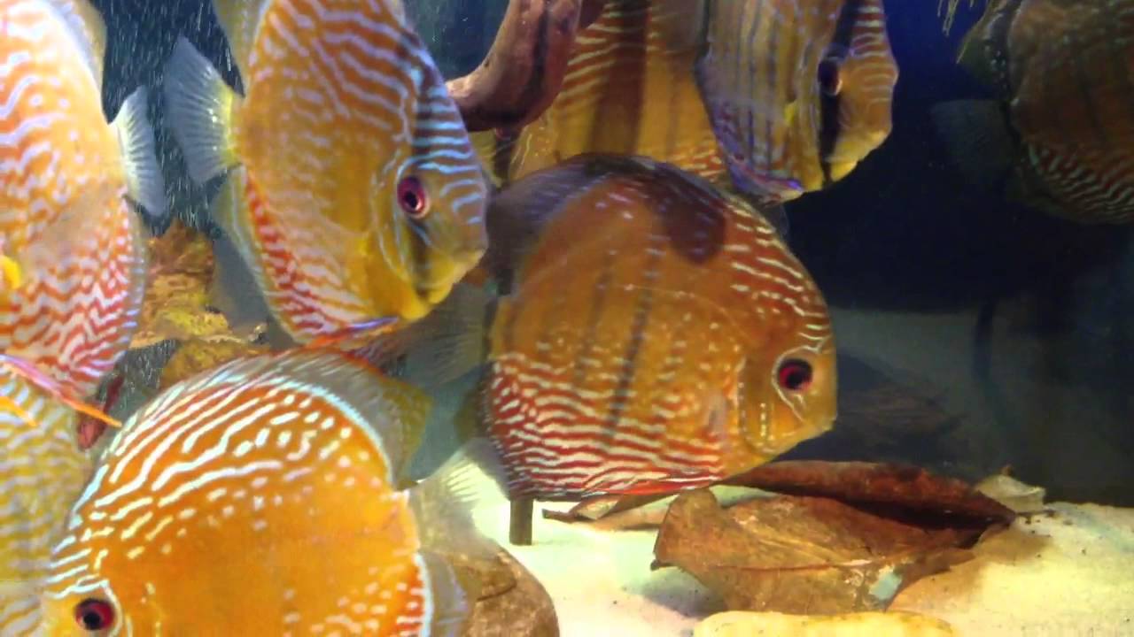 Discus VF från Jari, Nhamunda, Cuipeua och Ayapua - YouTube