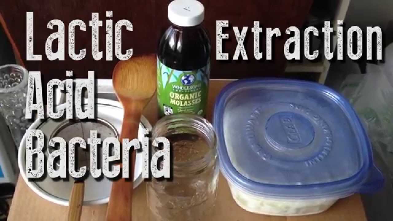 Natural Farming - Lactic Acid Bacteria (LAB) Extraction - YouTube