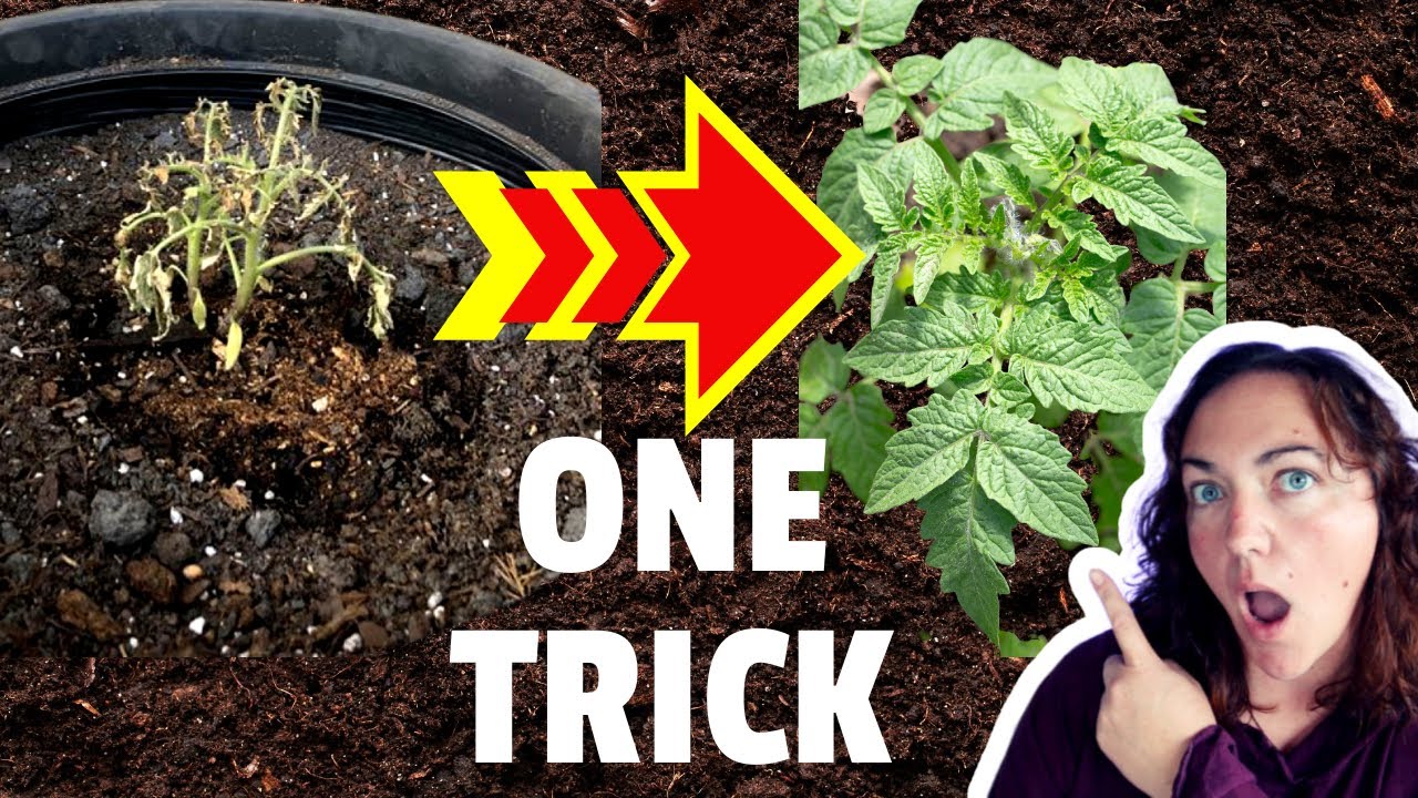 Revive Dying Tomato Plants With This One EASY Trick YouTube Revive Dying Tomato Plants With This One EASY Trick YouTube