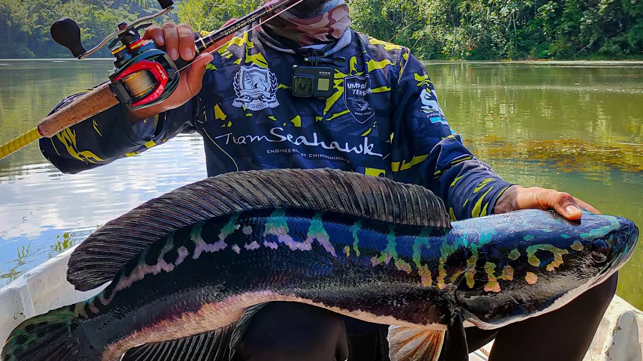 (FULL FIGHT) SNAKEHEAD FISHING WITH SPINNER BAIT | BERIS LAKE, MALAYSIA ...