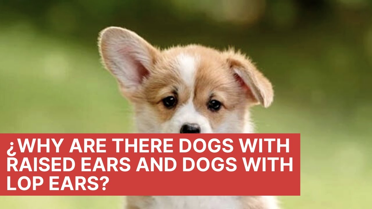 🐶 ¿Why Are There Dogs With Raised Ears and Dogs With Lop Ears? - YouTube