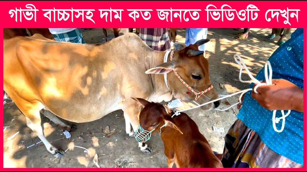 গাভী বাছুরসহ দাম কত।। দেশি গাই বাছুর ।। Cow Price।। Cow videos।। Animal ...
