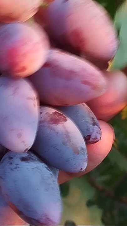 Сеянцы новинки 27 июля 2024 Часть 2 виноградникщереденкова