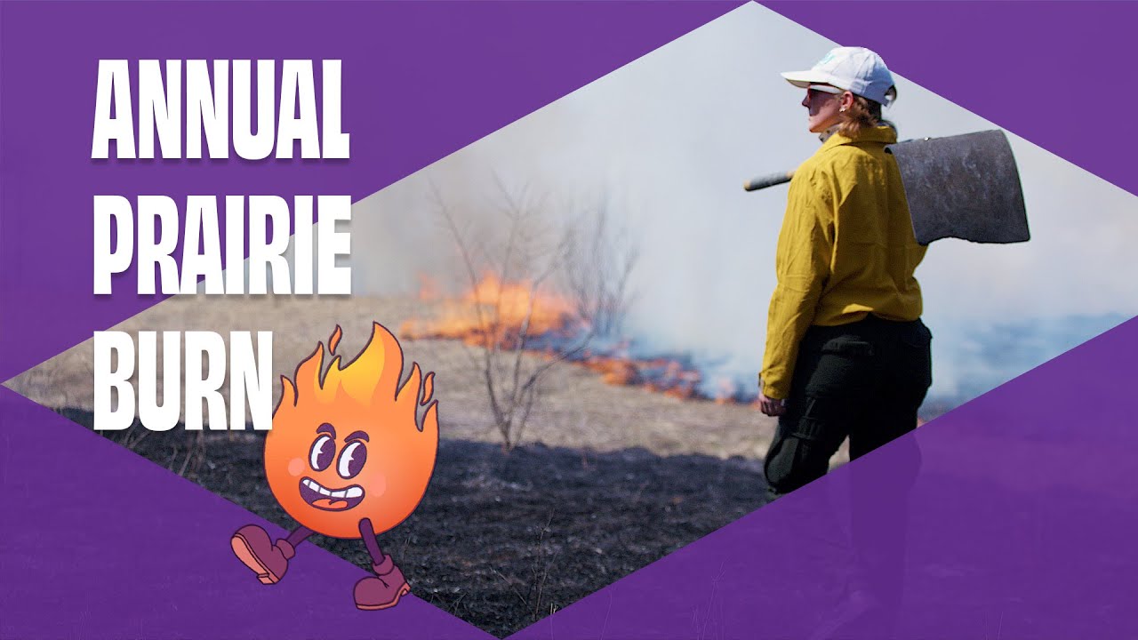Annual Prairie Burn at Green Oaks - YouTube