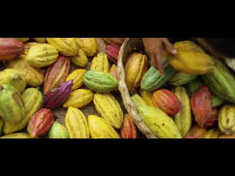 #3 ВЕНЕСУЭЛА: ПЛАНТАЦИИ КАКАО - YouTube