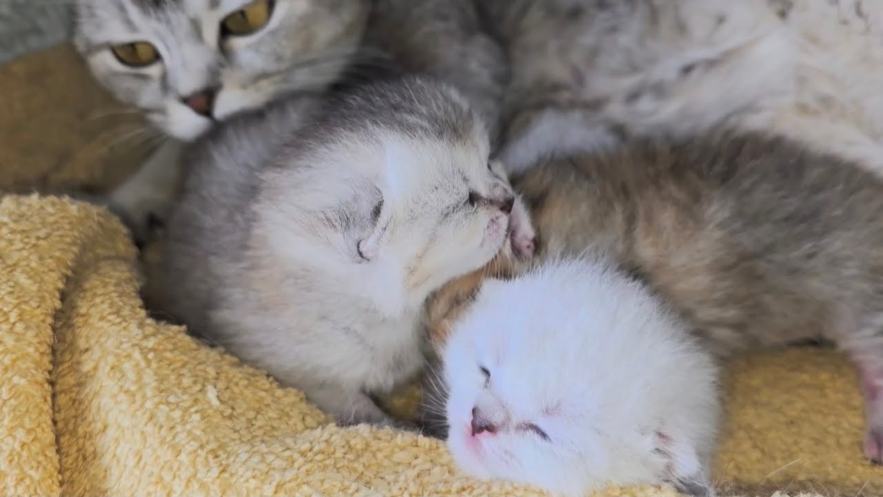 Mother cat loves her babies kittens so much - YouTube
