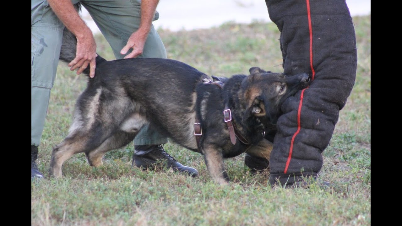 K9 Bite Dr. and a Ford - YouTube