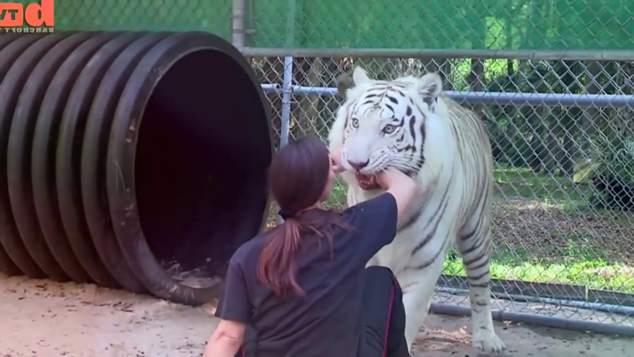 CAN BENGAL TIGER AND HUMAN BE FRIEND| BENGAL TIGERS IS LIVING IN HER ...
