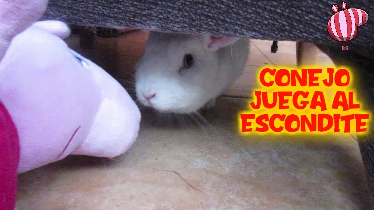 Peppa Pig juega al ESCONDITE con el CONEJO | Vídeos de Peppa Pig en ...
