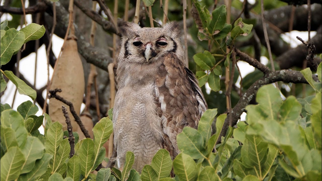 Verreaux's Eagle-owl in Kenya - YouTube