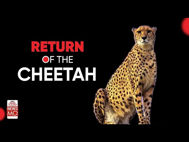 Cheetah Facts Cheetah Facts For Kids | Big Cats | African Animals