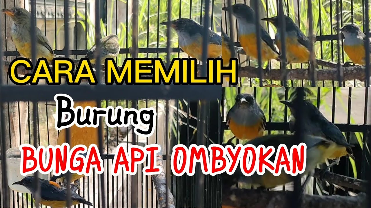 CARA MEMILIH BURUNG CABAI BUNGA API OMBYOKAN ‼️ #sugitoaviarychannel # ...