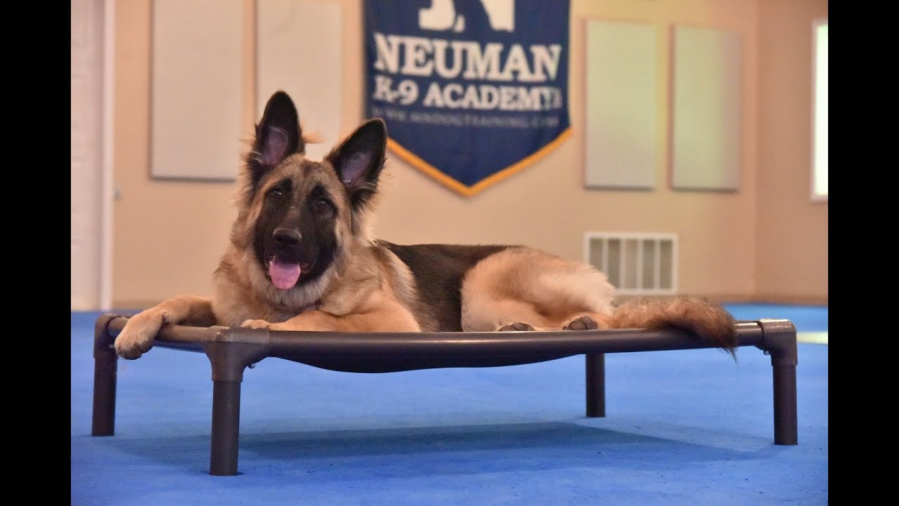 Beau (German Shepherd Dog) Puppy Camp Dog Training Video Demonstration ...