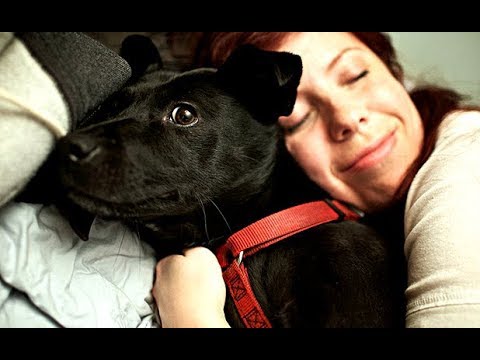 Top 10 Most Loving Dog Breeds - YouTube