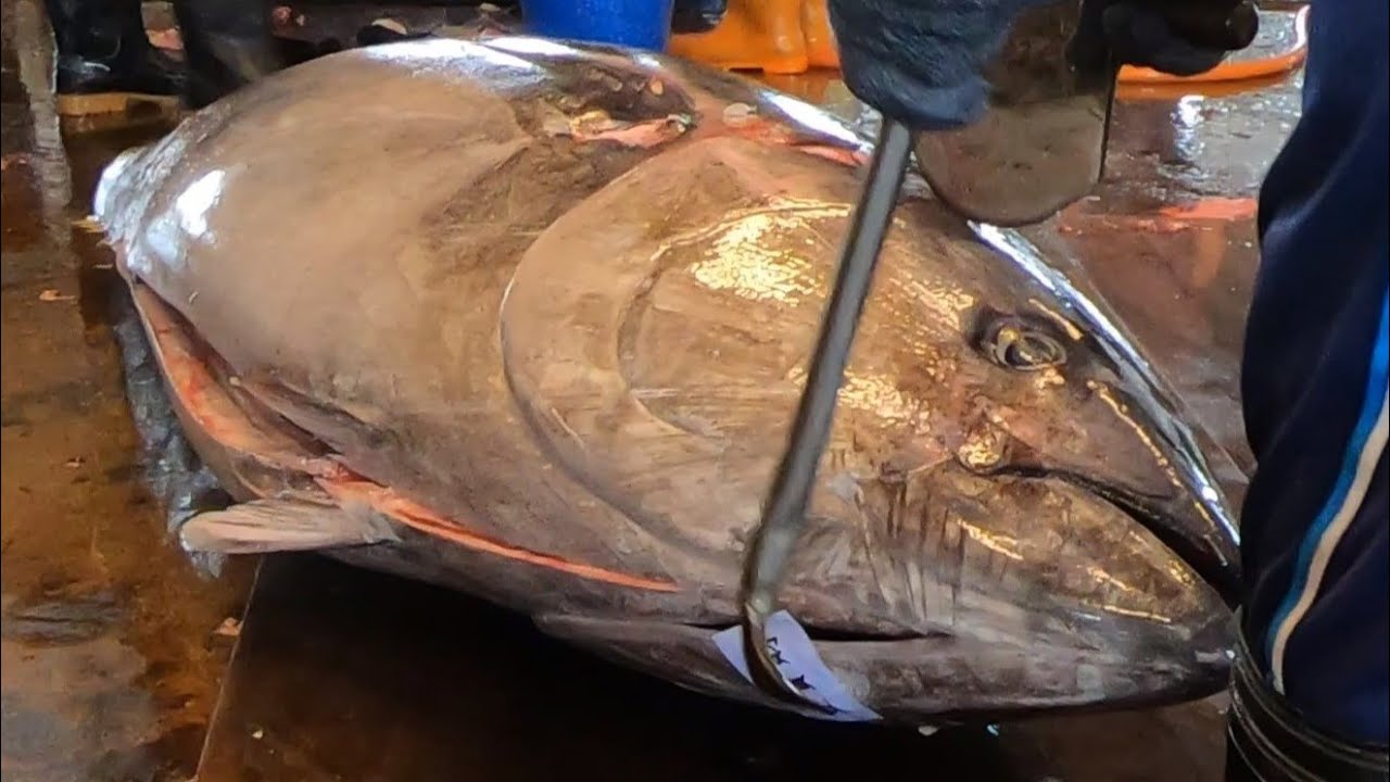 Giant 468kg Bluefin Tuna Head Fluency Cutting Skill - YouTube