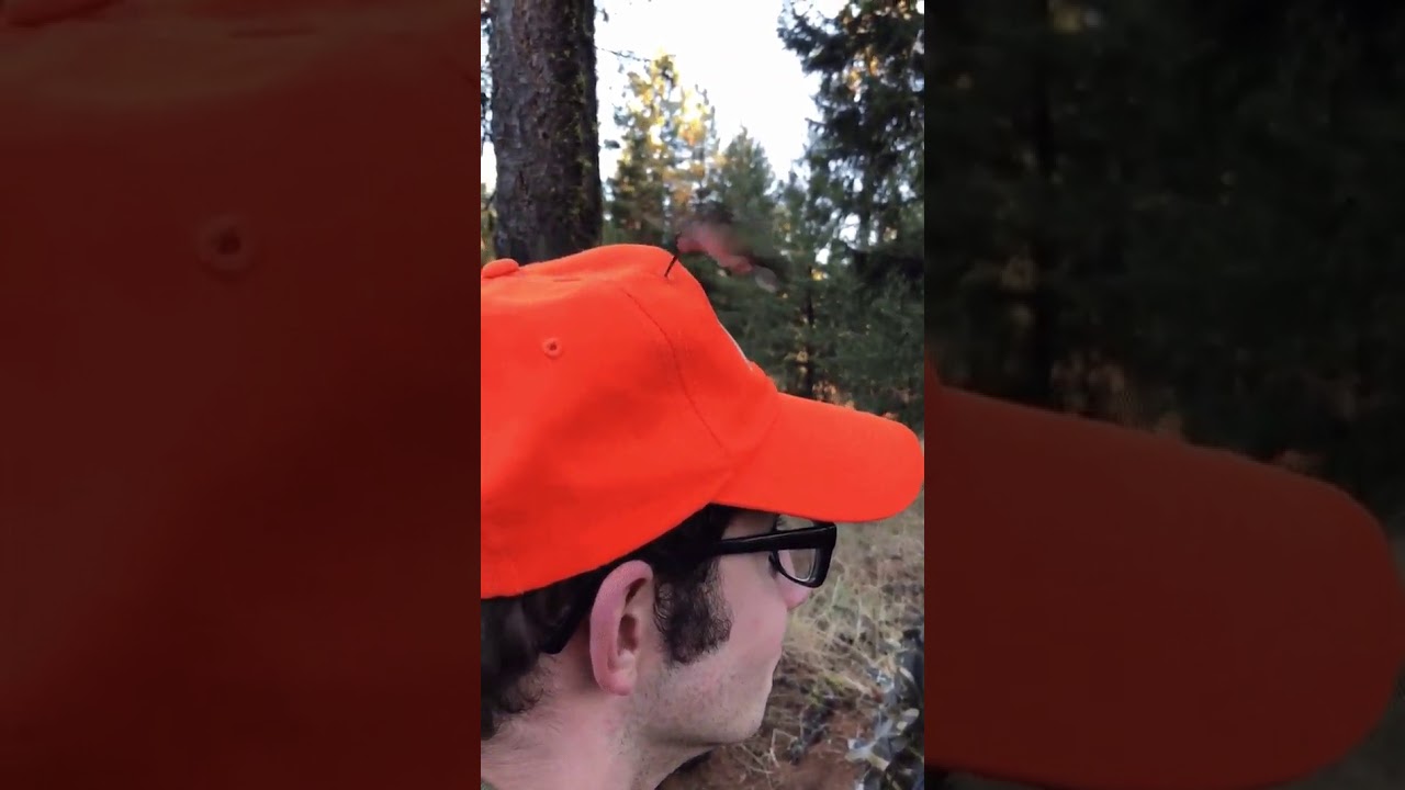 Hummingbird vexed by orange hat - YouTube