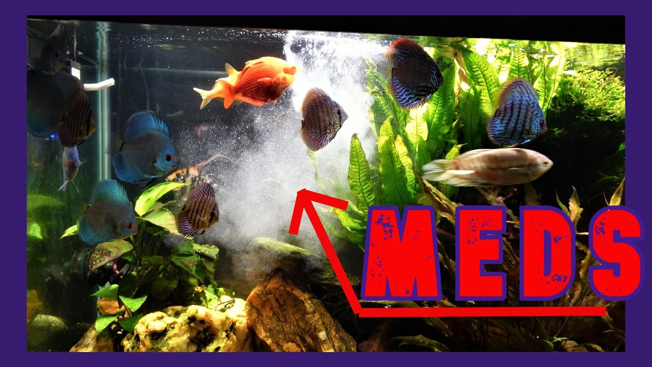 Medicating My 125 Gallon Tank With API Fin And Body Cure - YouTube