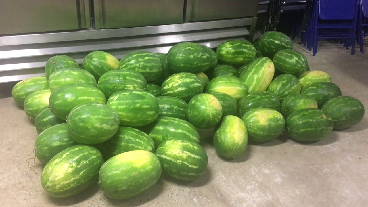 Watermelons - YouTube
