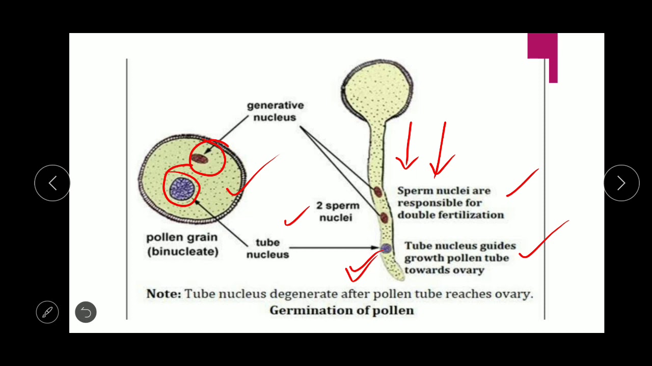 pollen pistil interactions and double fertilization part 4( sexual ...