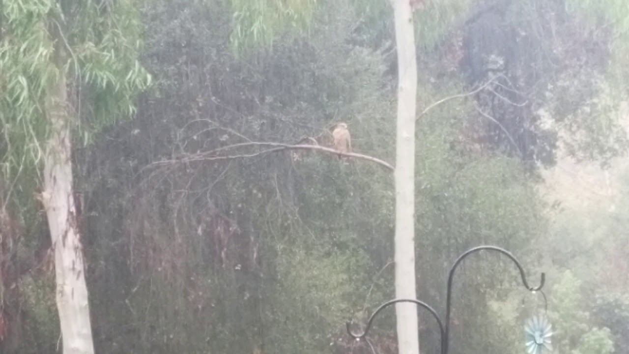 Hawk in the rain - YouTube