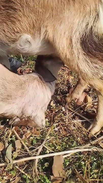 Baby goat drinking milk from mom - YouTube