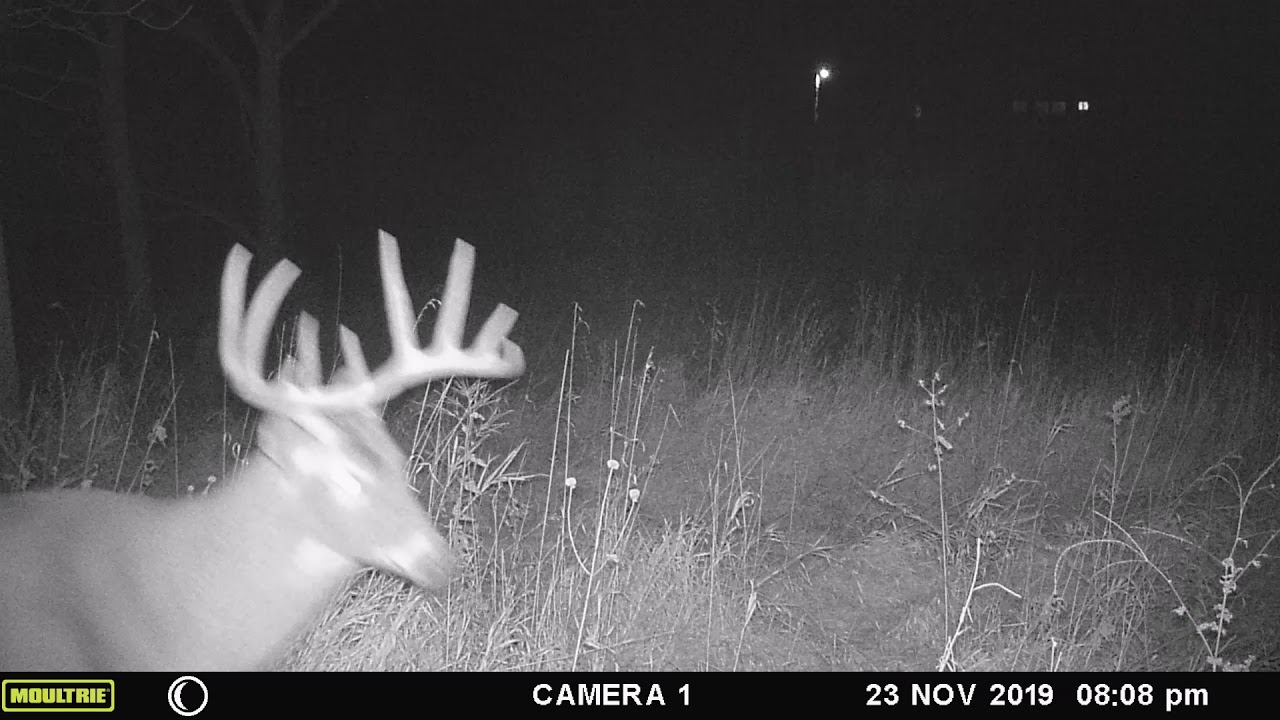 2019-2020 Trail Camera Compilation - YouTube