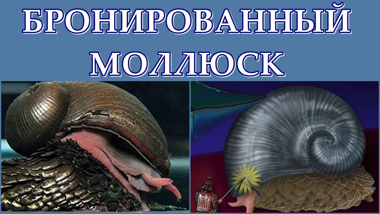 БРОНИРОВАННЫЙ МОЛЛЮСК - Crysomallon squamiferum - YouTube