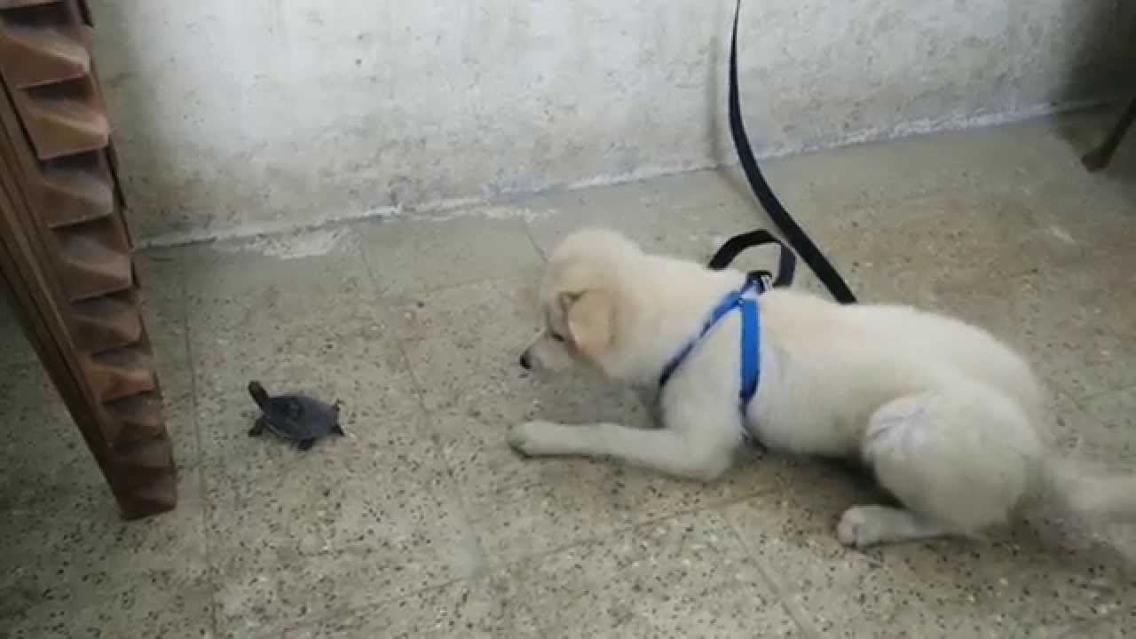 Dog VS Turtle Fight - YouTube