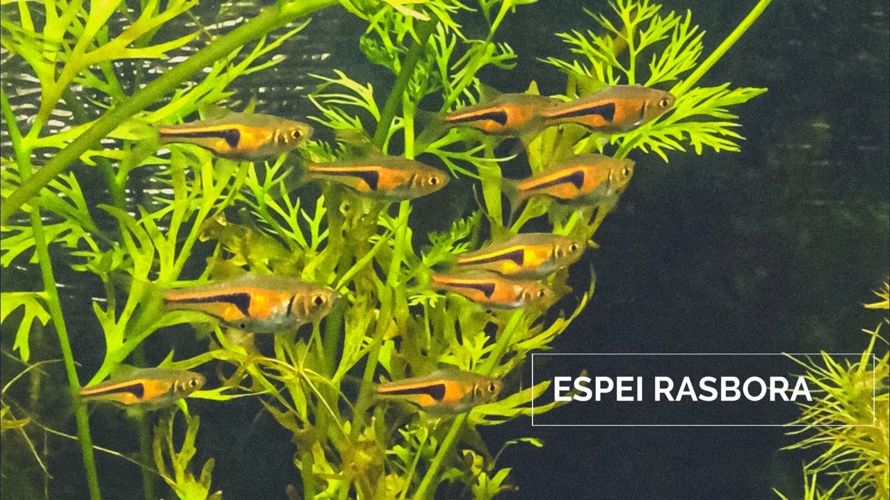 Lambchop Rasborarasbora Espei Trigonostigma