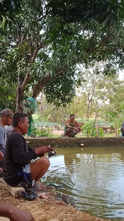 Mancing di kolam pemancingan dekat rumah ada banyak ikan mas#shorts #mancing #ikanmas - YouTube