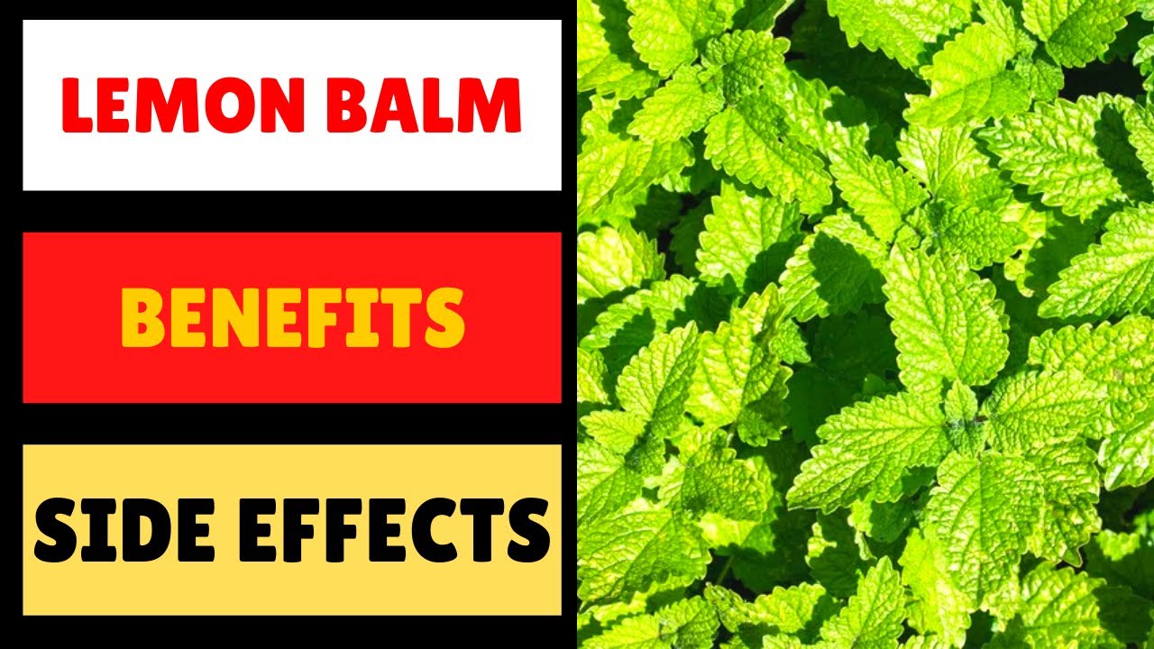 10 AMAZING Lemon Balm Benefits (And Side Effects) - YouTube