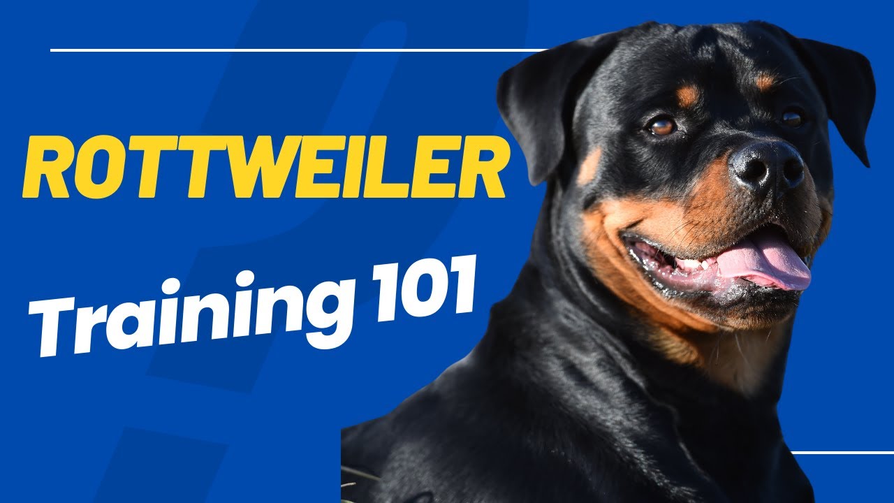 Rottweiler Training 101: Tips for Beginners - YouTube