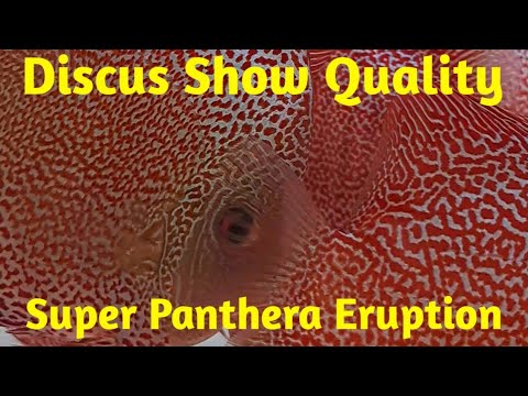Discus Super Panthera Eruption Show Quality @erarfishfarm - YouTube