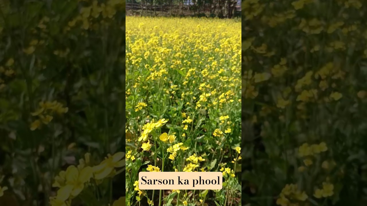 Sarson ka phool # yellow flower# - YouTube