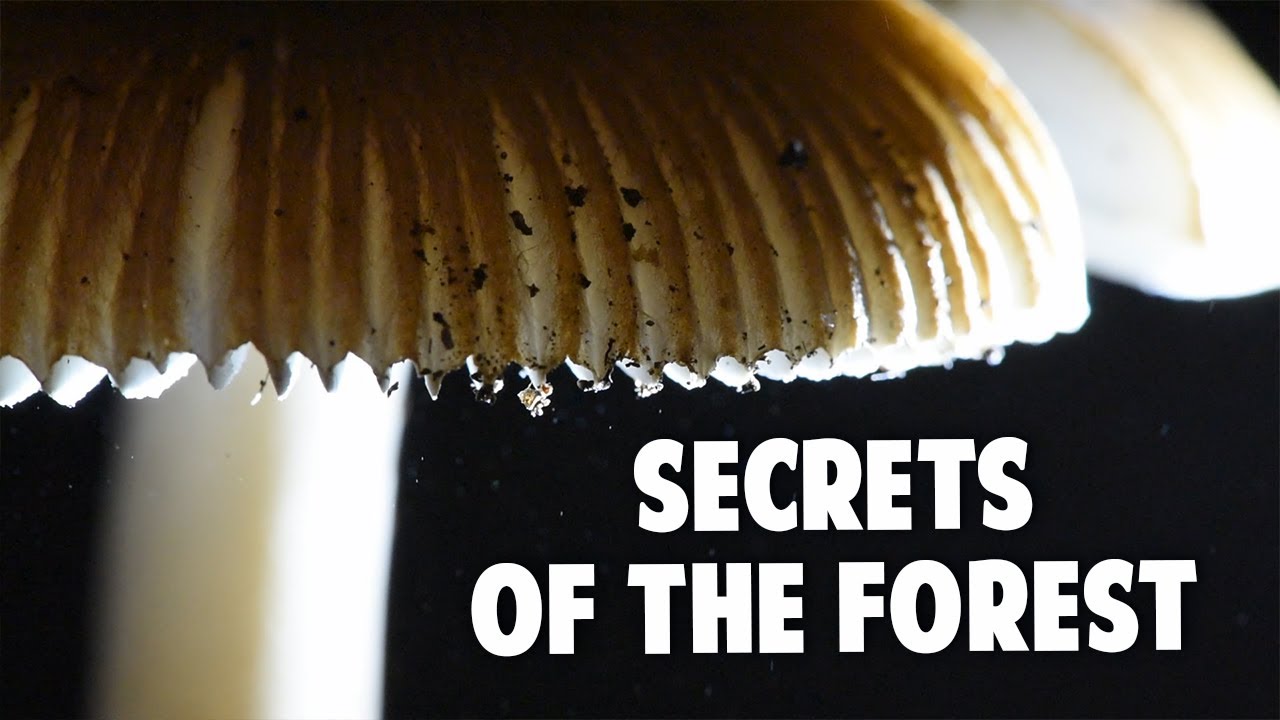 The Hidden Life of Mushrooms – Full Documentary - YouTube