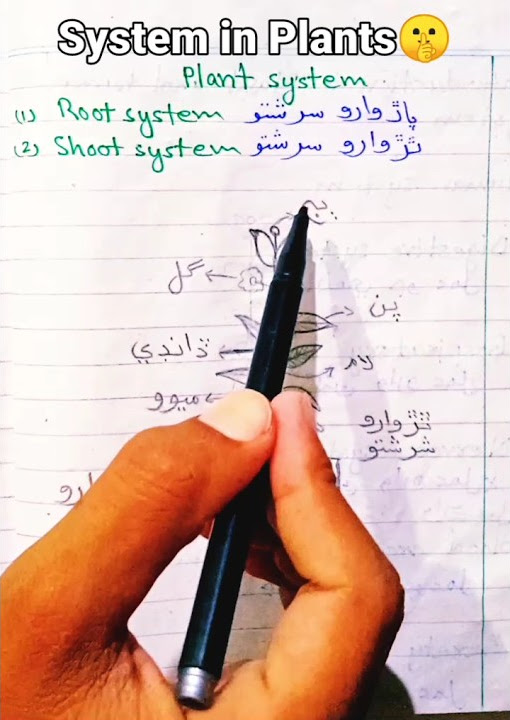 Root system vs Shoot system 🤗🤪plants - YouTube