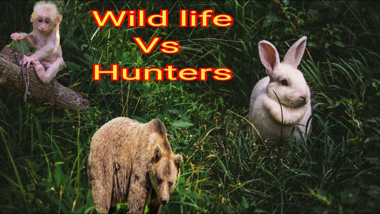 wild animals vs hunters ||animals and bird life#wildlife#animals - YouTube